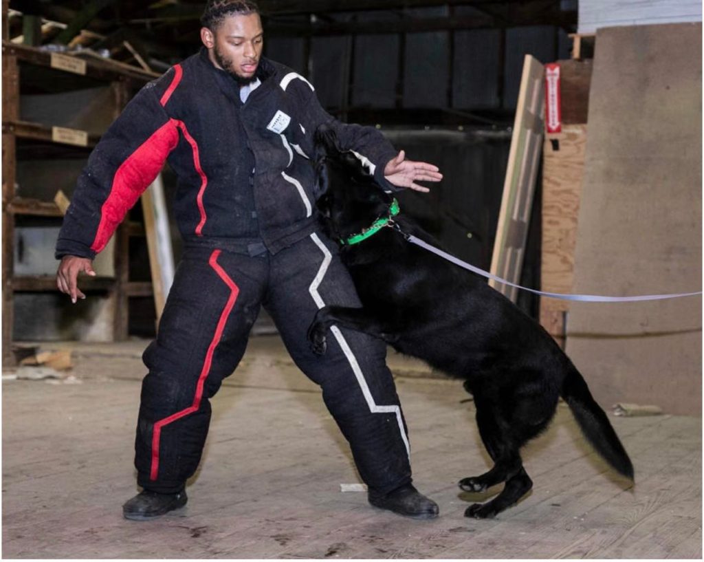 Police K9 Working Dogs | Battle Ridge K9